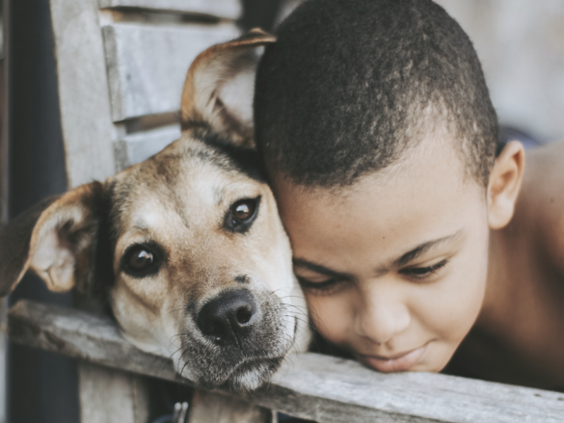 Een kat als huisdier: dit moet je weten!