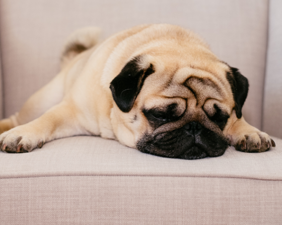 Een hond als huisdier: dit moet je weten!