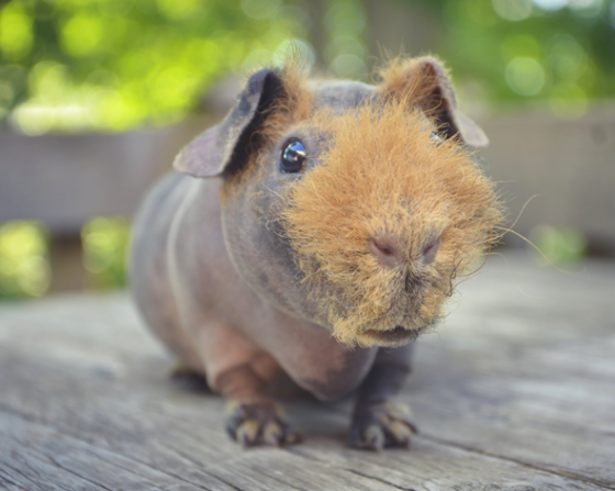 Een cavia als huisdier: dit moet je weten!