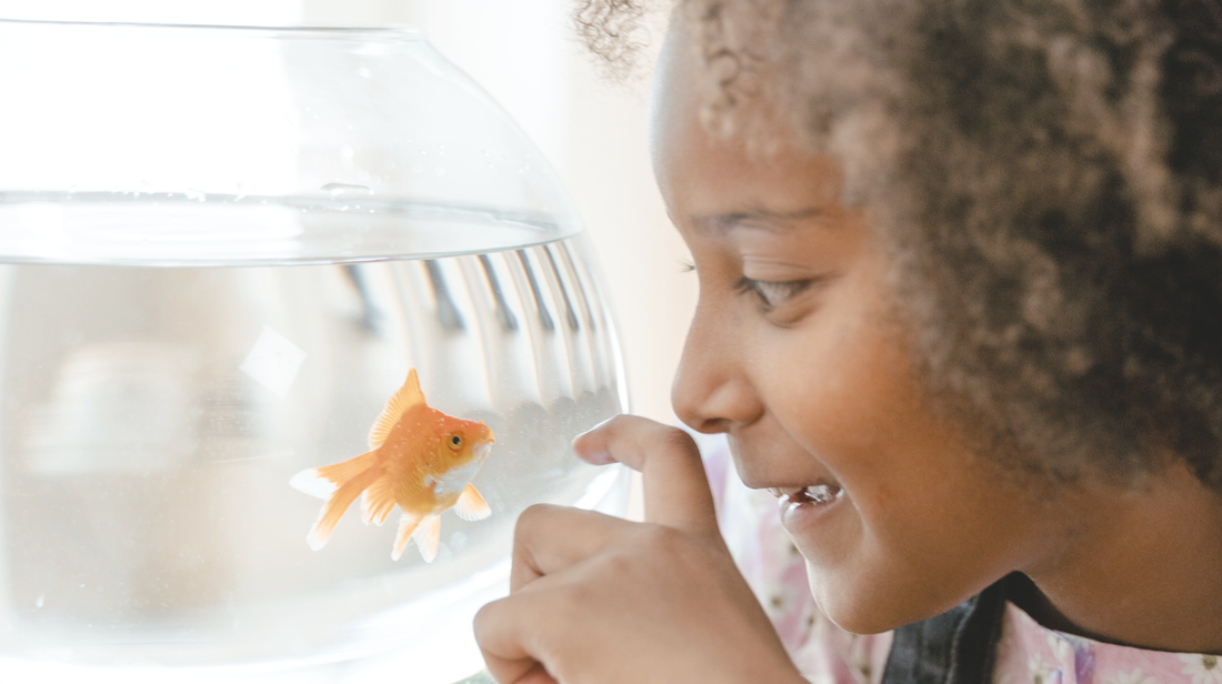 Een cavia als huisdier: dit moet je weten!