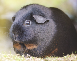 Een cavia als huisdier: dit moet je weten!