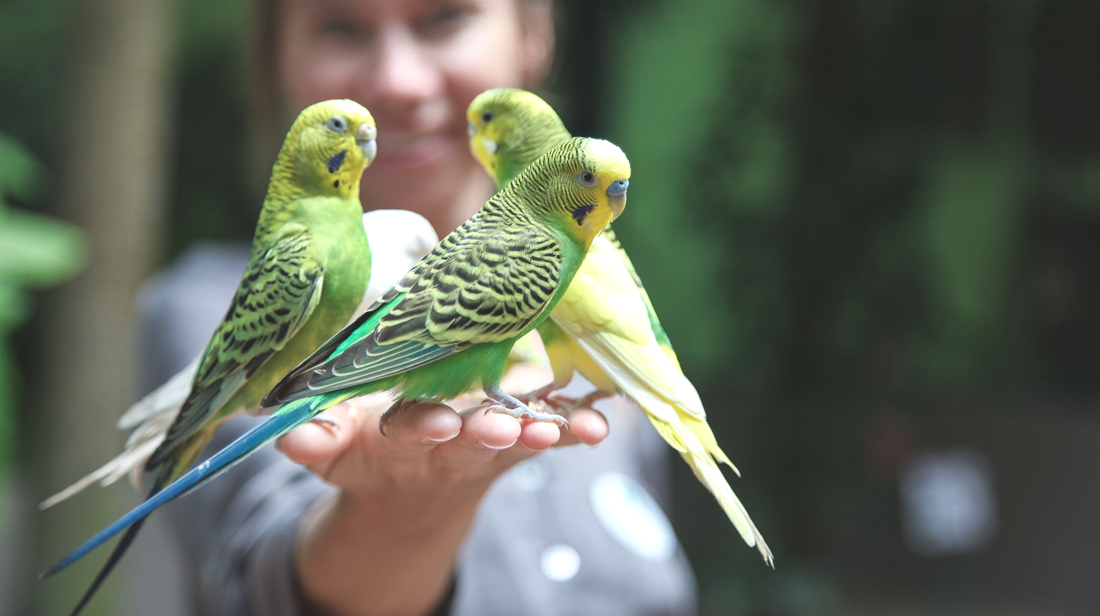 Een muis als huisdier: dit moet je weten!