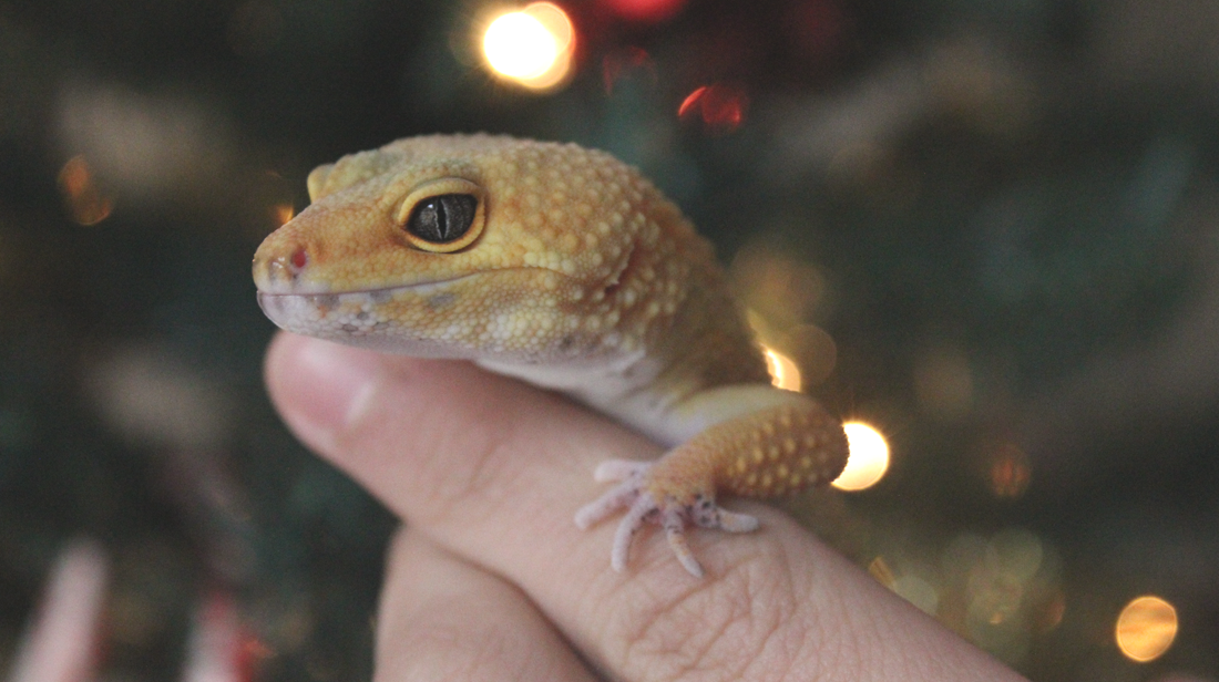 Huisdier in huis: goed voor de ontwikkeling van je kind