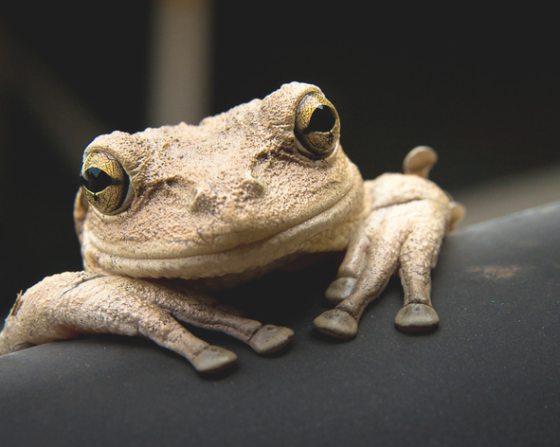 Een reptiel of amfibie als huisdier: dit moet je weten!